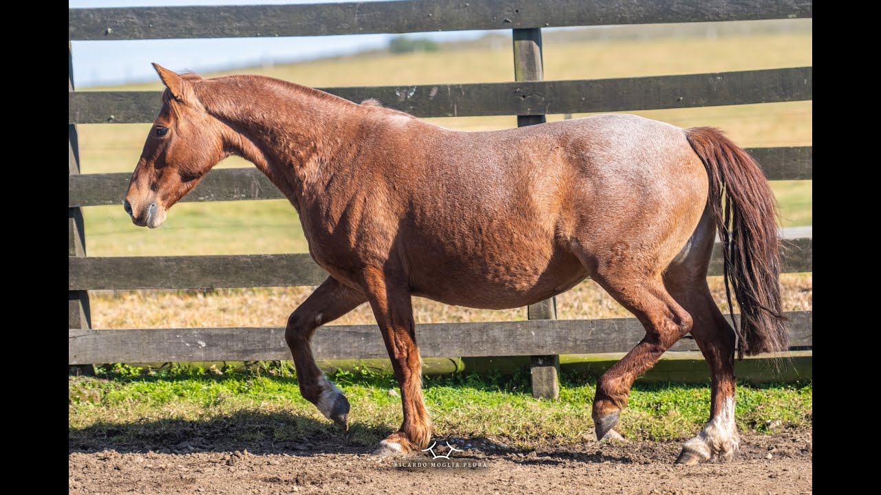 ANAY GRAN RESERVA - YouTube