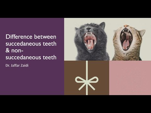 Non-Succedaneous Teeth Examples: The Complete Guide - whattoknow.blog