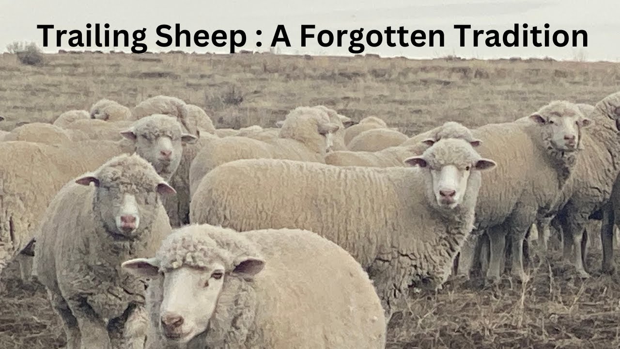 Trailing Sheep: Moving the Sheep of an Idaho Ranch - YouTube