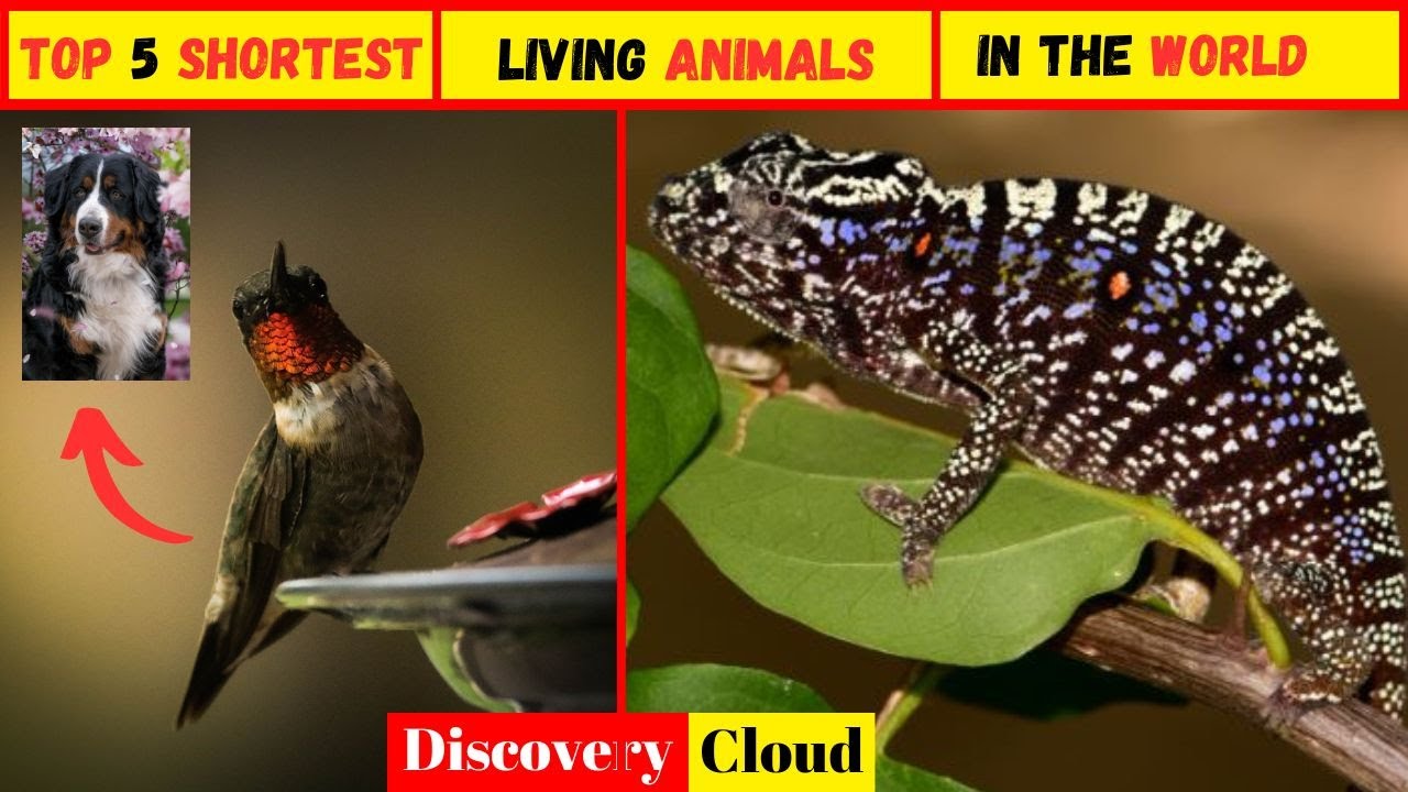 5 Shortest Living Animals in the World || Shortest Lifespan animals in ...