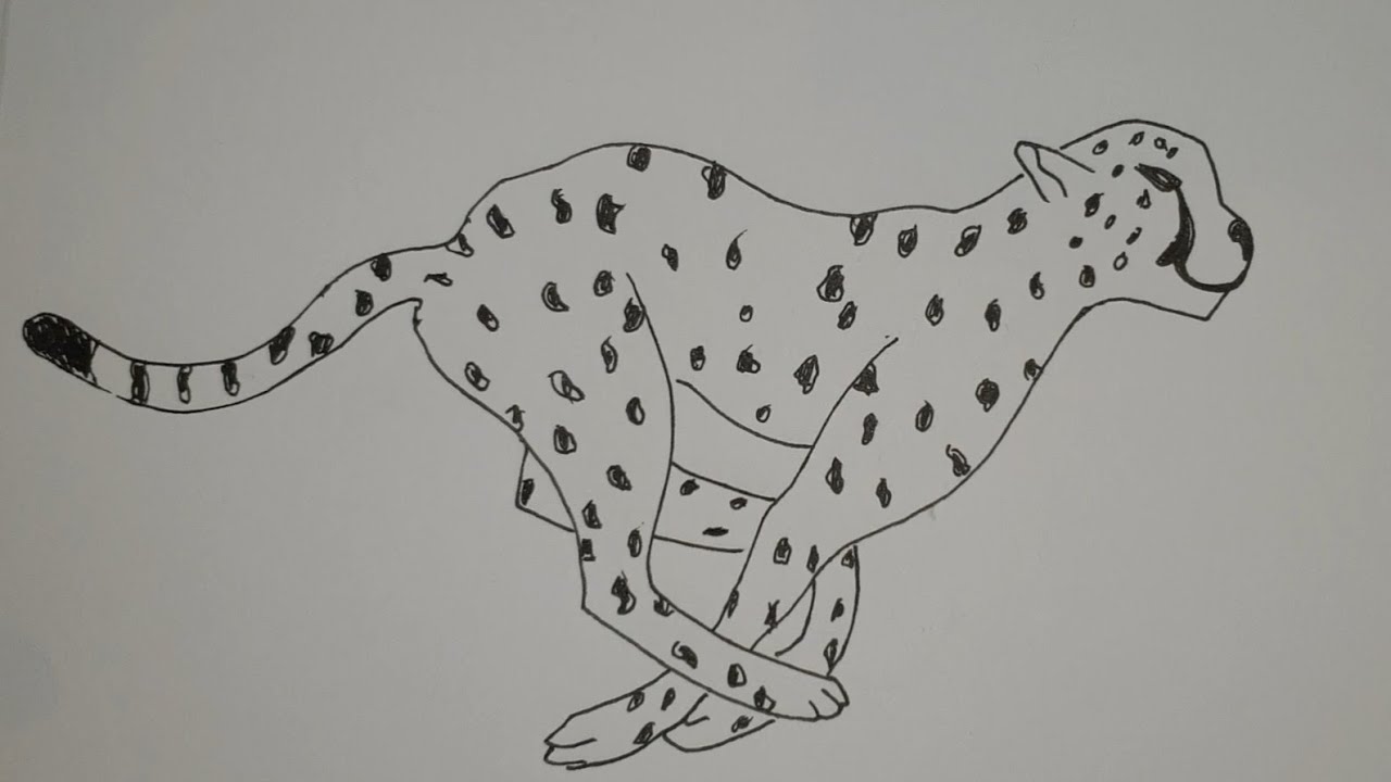 Kako nacrtati Geparda/How to draw a running Cheetah🐆 - YouTube