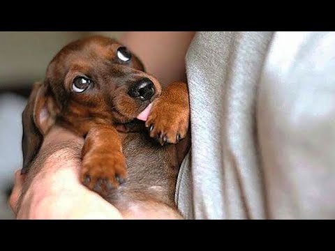 AWW CUTE BABY ANIMALS - Funny and cute moments of animal loving family ...