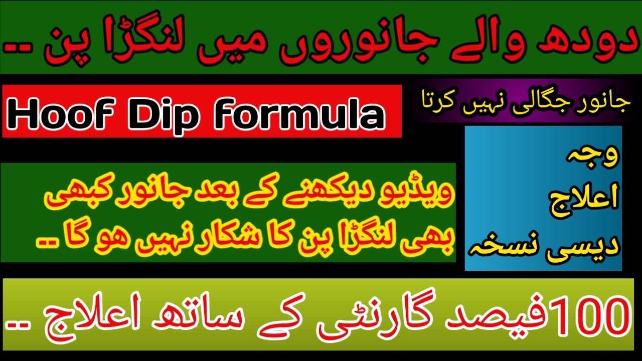 Lameness in cow and Buffalo/ Foot rot treatment and diagnosis/ لنگڑا پن ...