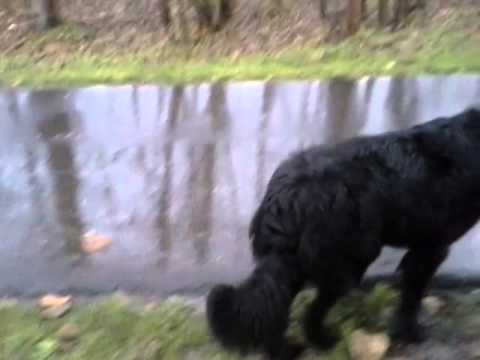 A wet dog walk along the river - YouTube