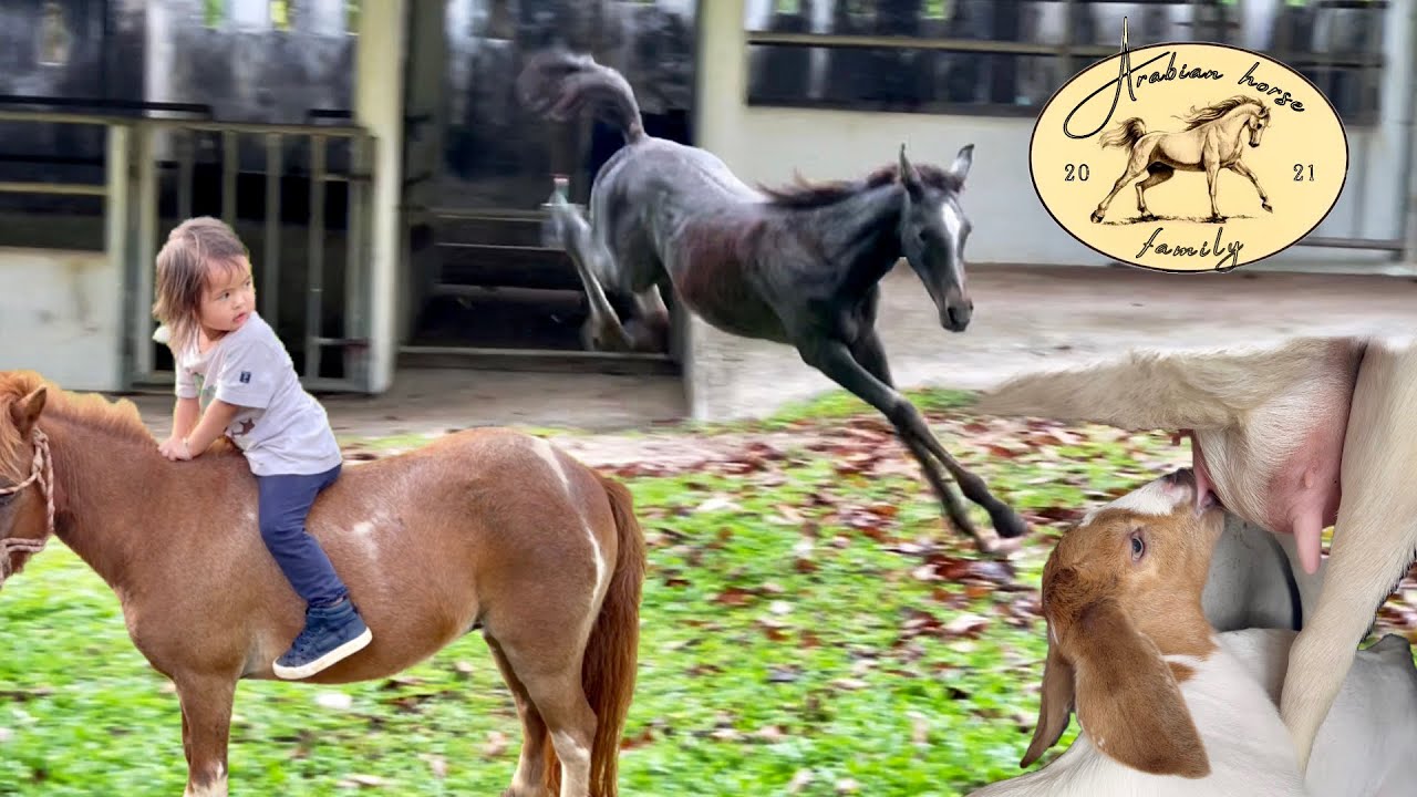 Running with horse, baby goats and pony ride 🐴💕 Life on an Arabian ...
