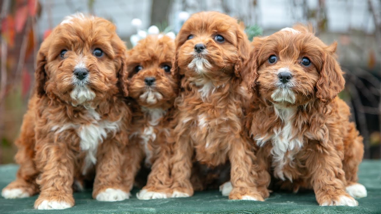 Beautiful Litter of Four Cavapoo Puppies Located in Ohio! - YouTube