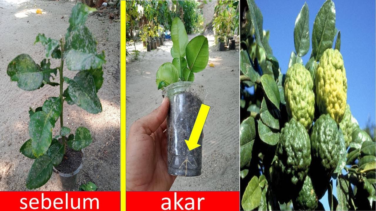 Keberhasilan Cara Stek Batang Jeruk Purut Agar Tumbuh Akar - YouTube