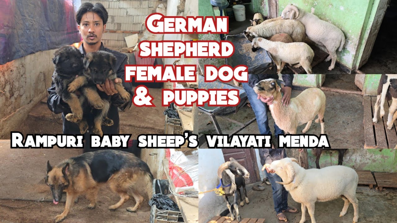 Rampuri baby sheep's vilayati menda aur German shepherd female dog ...