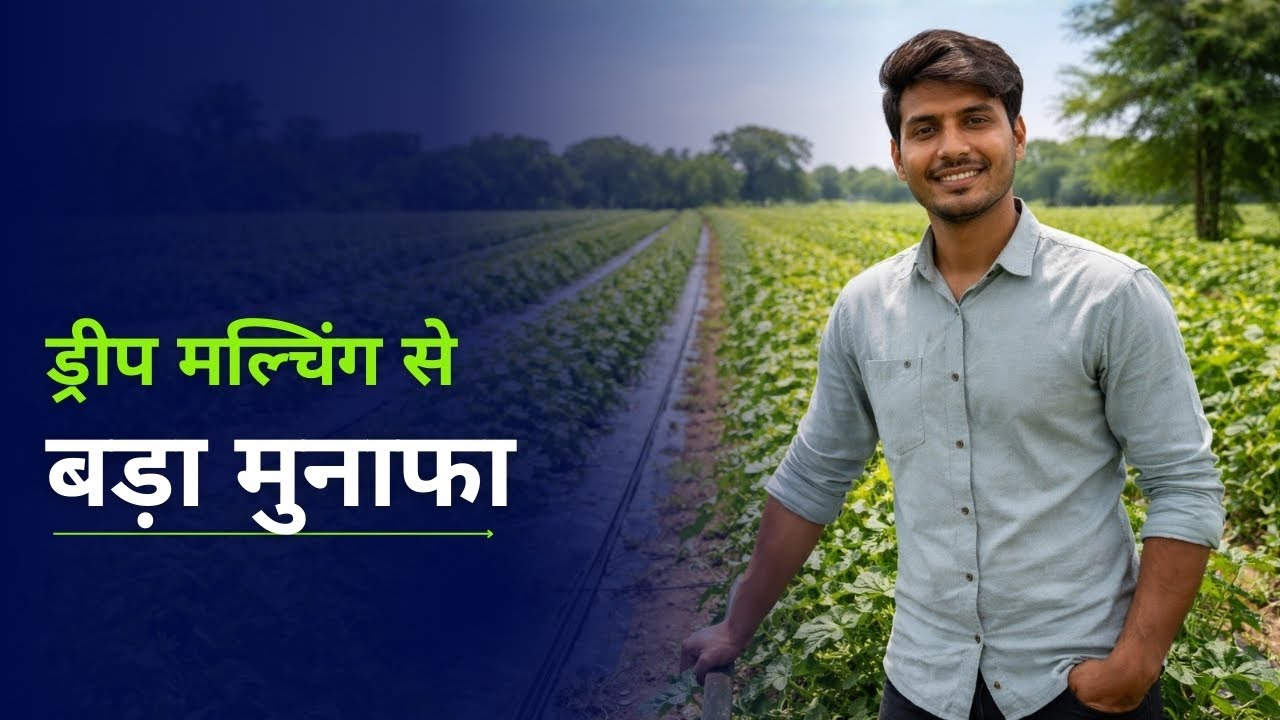 कोठारी ड्रीप मल्चिंग से तरकारी और सब्जी की फसल । Kothari Irrigation ...