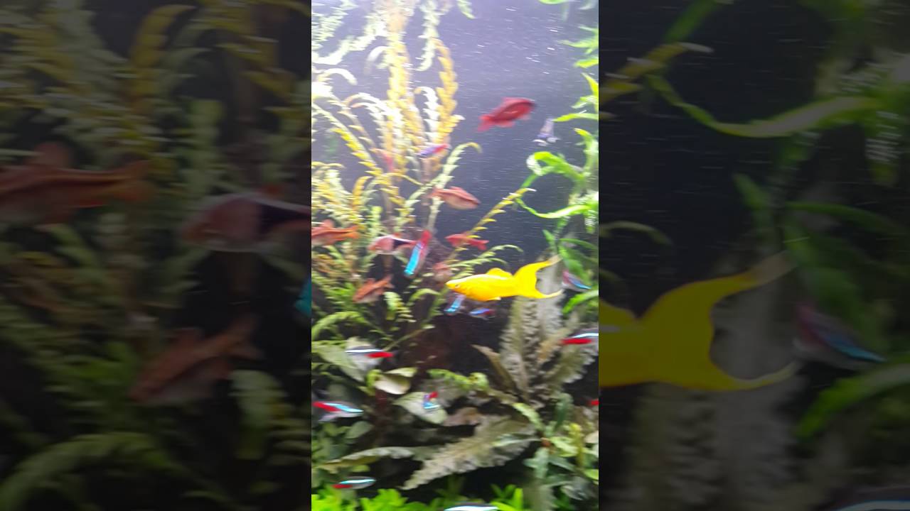 Deguonis akvariume - YouTube