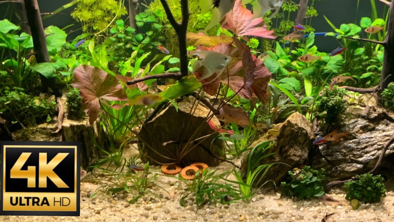 4K Relaxing 2 Aquariums Fishtanks #mentalhealth #tropicalfish # ...