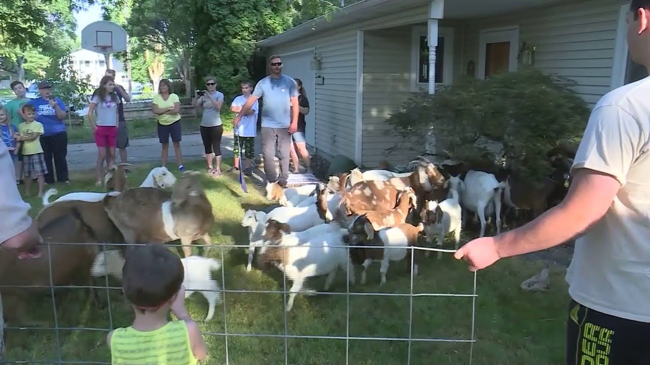 Grazing goats break through fence, storm neighborhood - YouTube