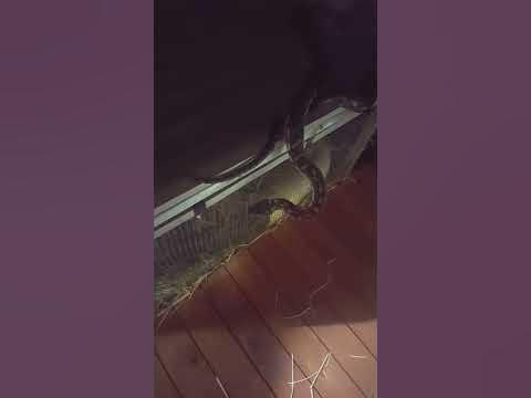 Carpet python in pacific pines - YouTube