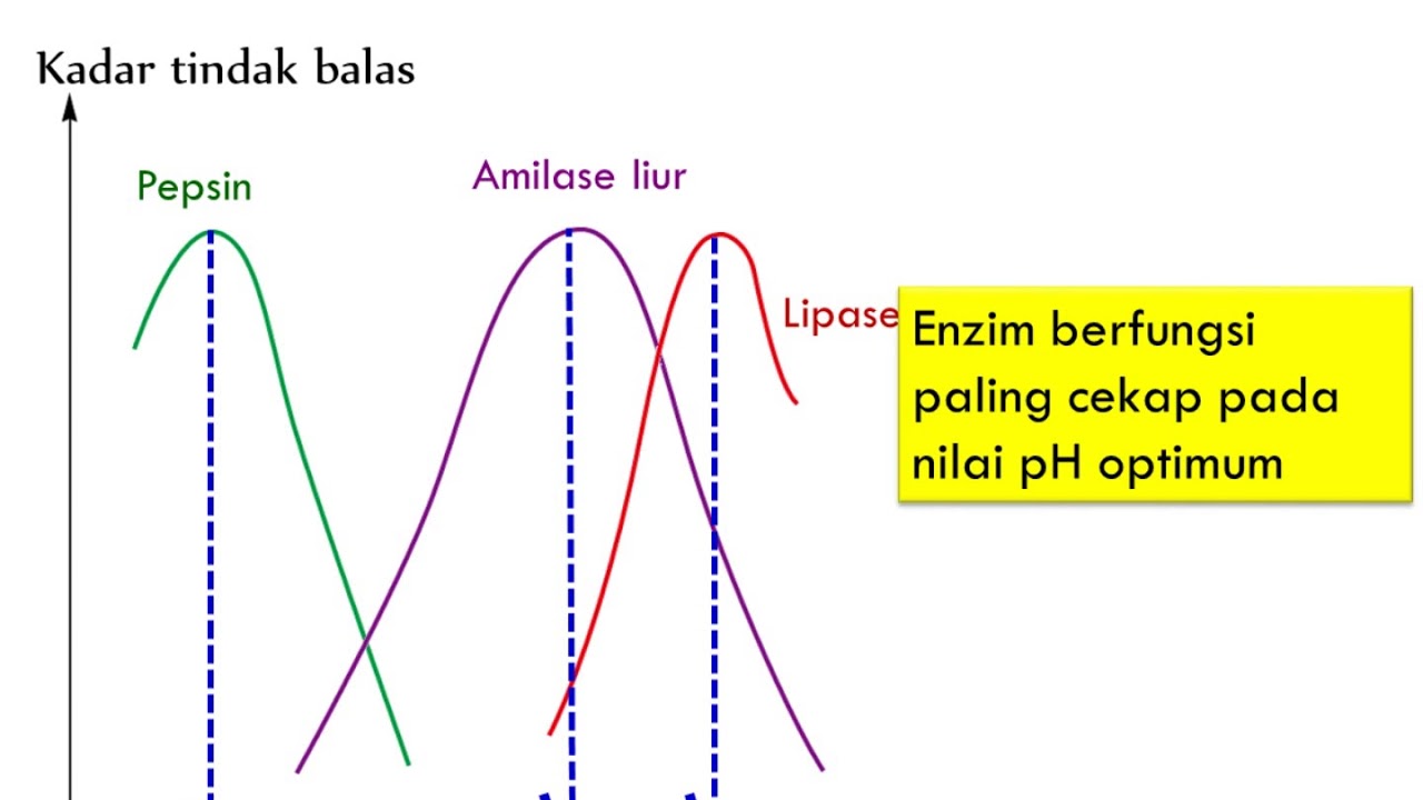 BIOLOGI TINGKATAN 4 : KESAN pH (TINDAKAN ENZIM) - YouTube