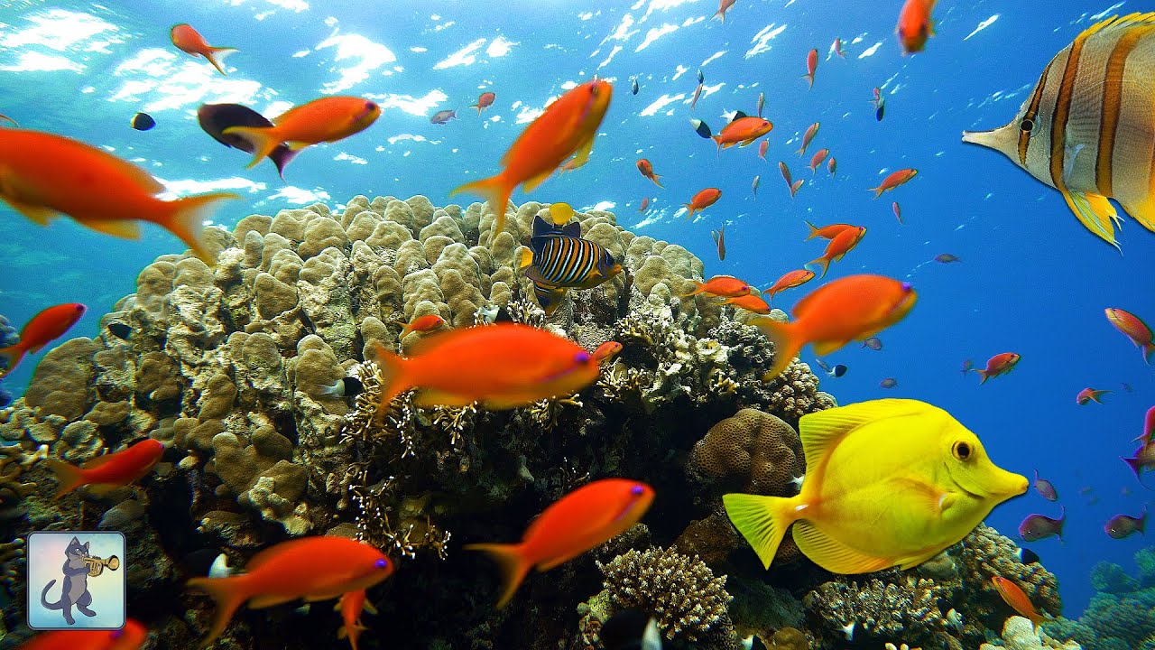 3 HOURS of Beautiful Coral Reef Fish 🐠 Relaxing Aquarium Music & Ocean ...