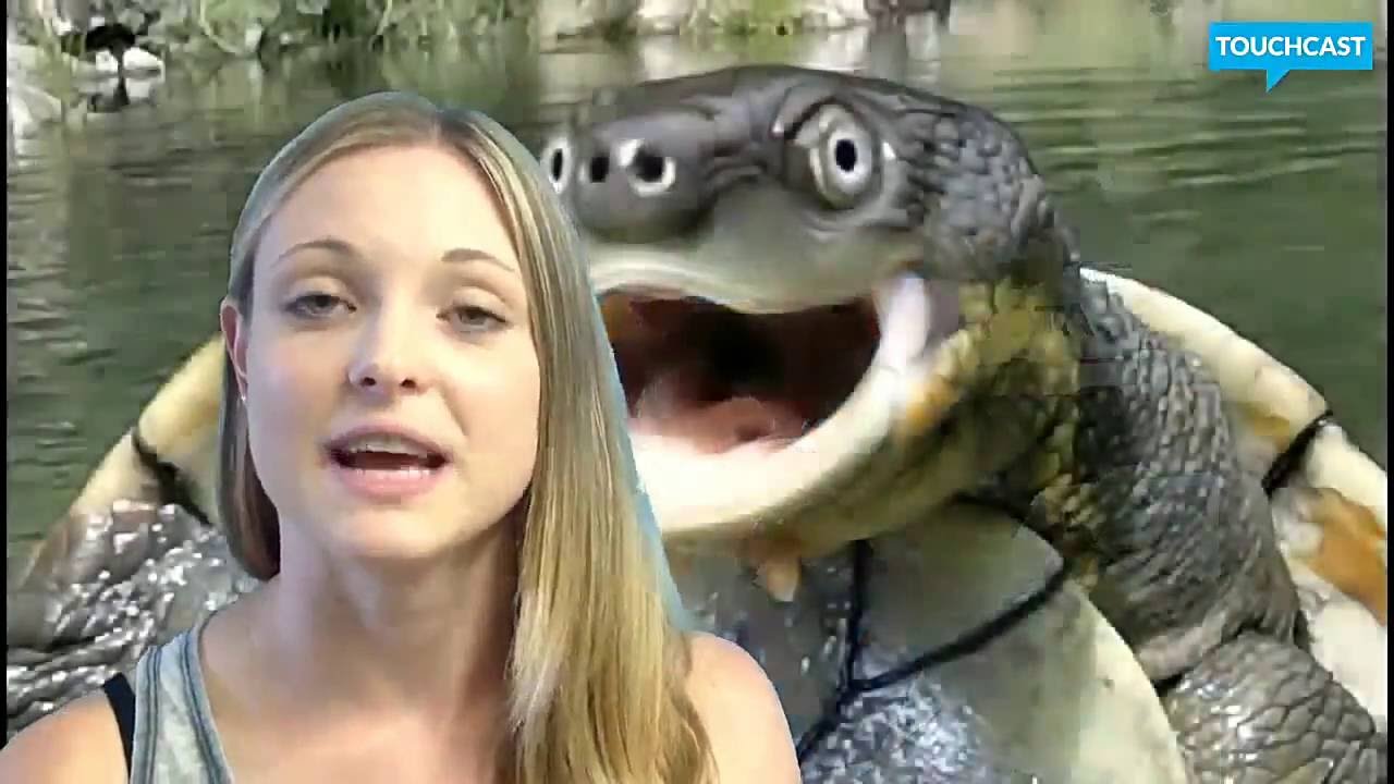 Bellinger River Snapping Turtle Crowd Funding Video Version 1 - YouTube