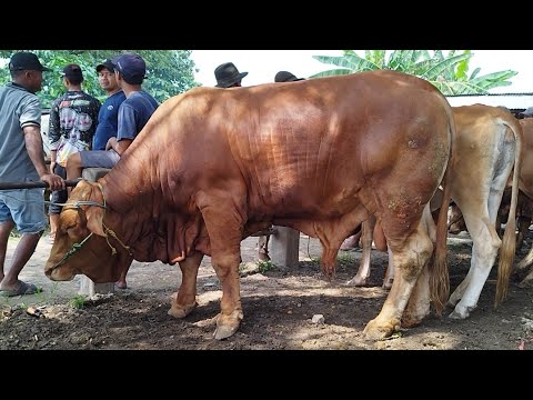 Prospek 1TON!! Limousin super Longgor bgtt!! Beruntung yg beli sapi ini!! Pasar kerek - YouTube