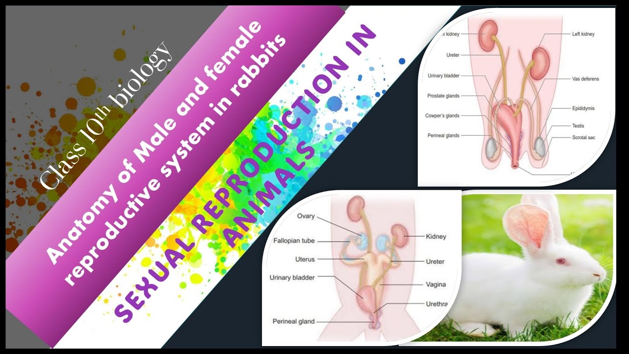 Sexual reproduction in animal | Reproductive system of male and female ...