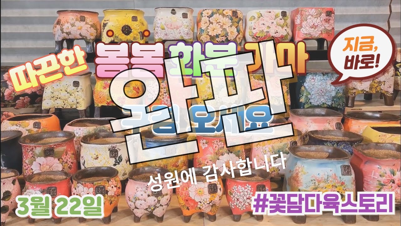수정판 3월 22일 따끈한 봄봄화분 가마 구경오세요 화분 꽃담다육스토리 예쁜화분 화분싸게파는곳 다육식물