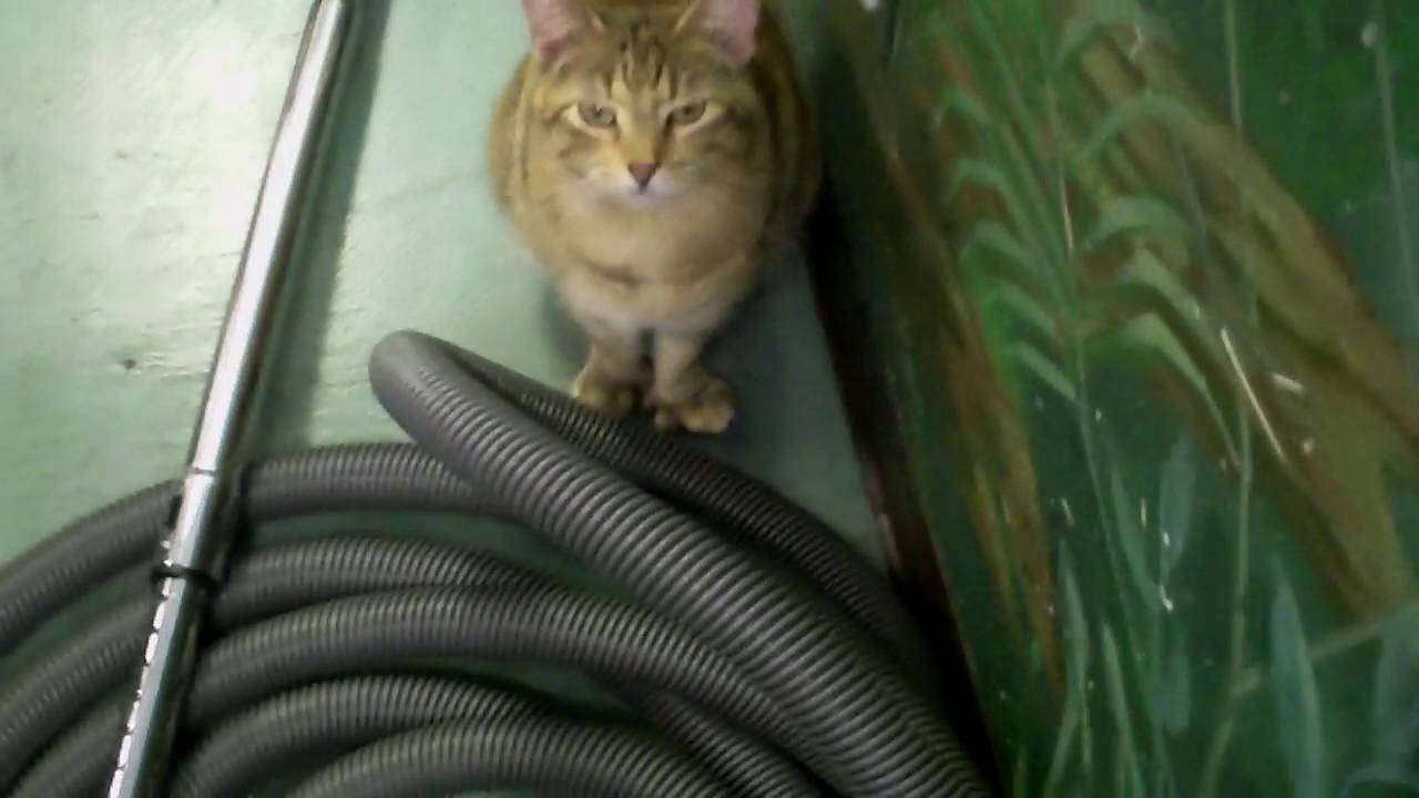 Clowder House Cat Sanctuary - YouTube