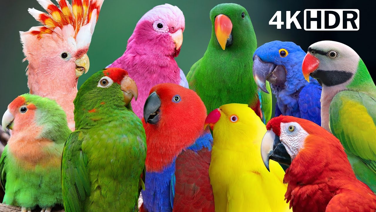 The Most Wonderful Parrots On Earth | Breathtaking Nature & Wonderful Birds Songs | Relaxation ...