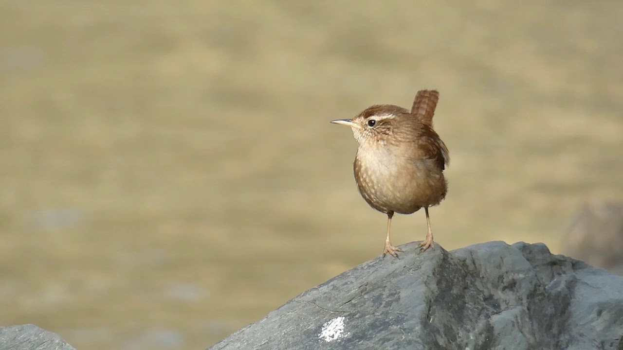 Chochín común-Troglodytes troglodytes. Valle de Leizarán. - YouTube