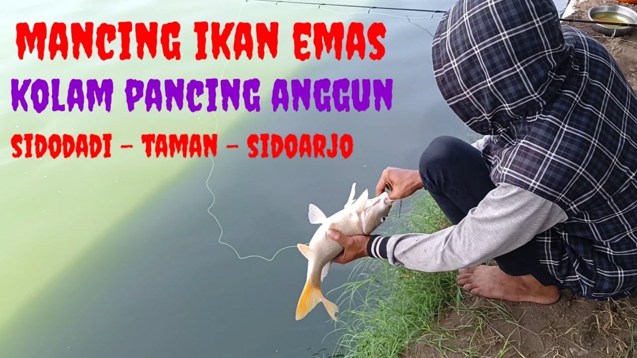LOMBA MANCING IKAN EMAS MANEH MAS BROW DI KOLAM ANGGUN SEJAHTERA. - YouTube