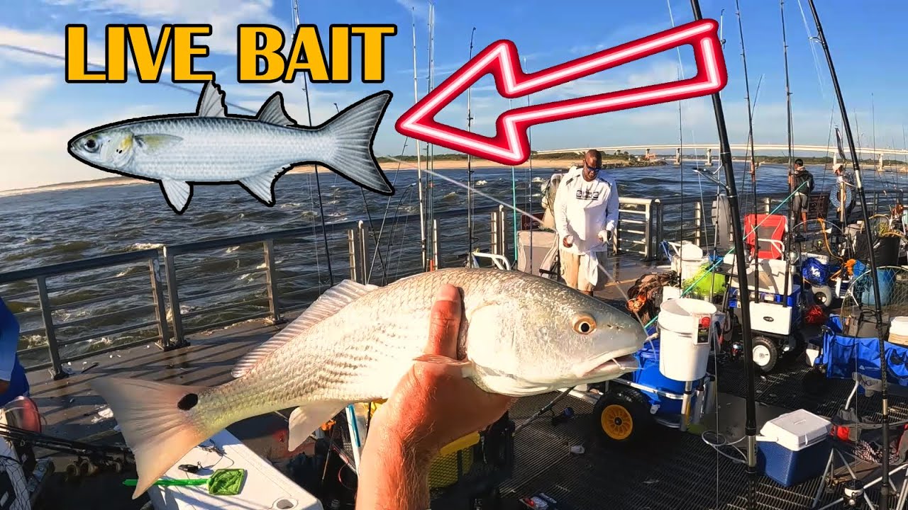 Organized CHAOS Fishing with LIVE BAIT! Could you do it? - YouTube