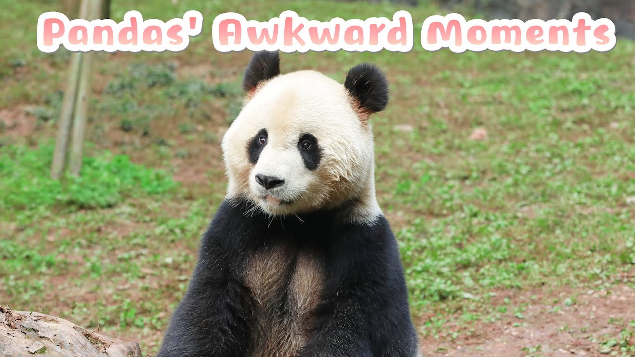 【Panda Billboard】Episode 225 Pandas' Embarrassing Moments Caught On ...