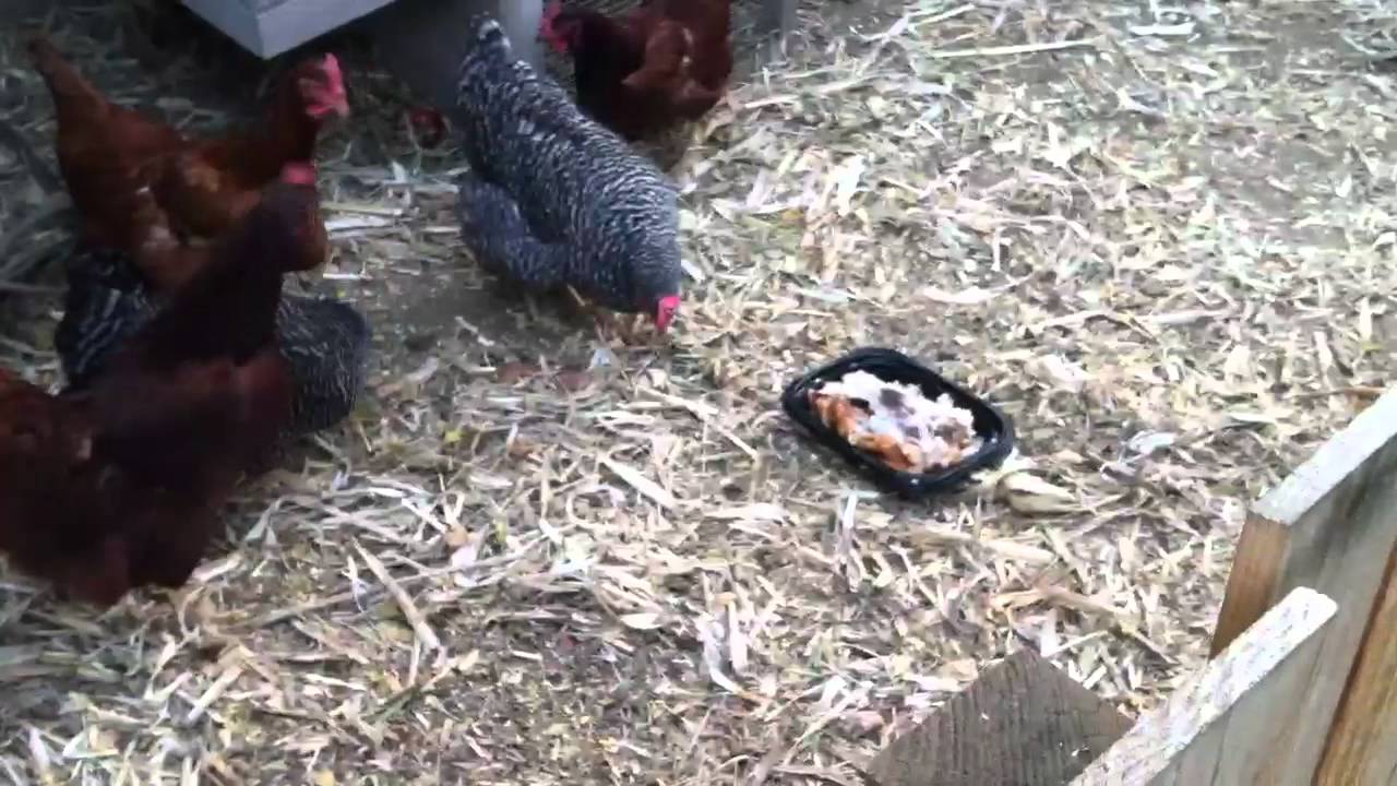 Cannibal chickens eating chicken - YouTube