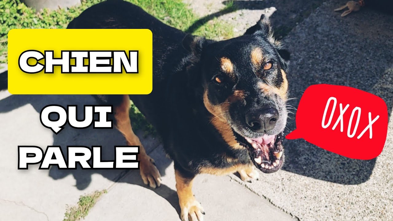 Chien qui Parle !! La Communication Canine - YouTube
