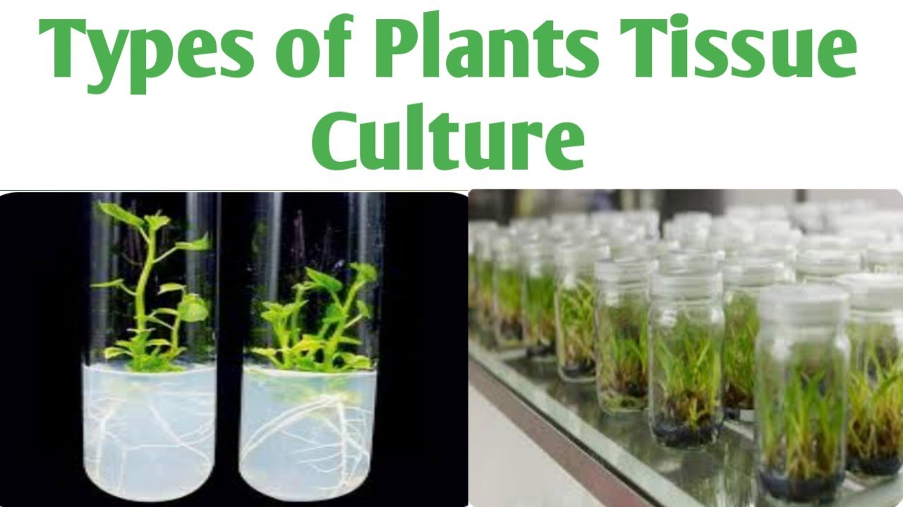 Types of Plant Tissue Culture|Unit 3|Pharmacognosy|B.Pharm 4sem # ...