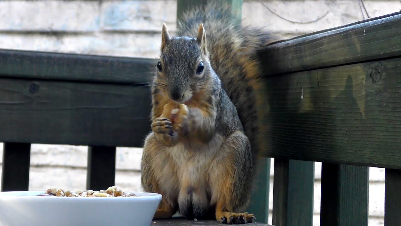 Rogue Male Squirrel Infiltrates the Porch, Chases Cutie Away, Dash ...