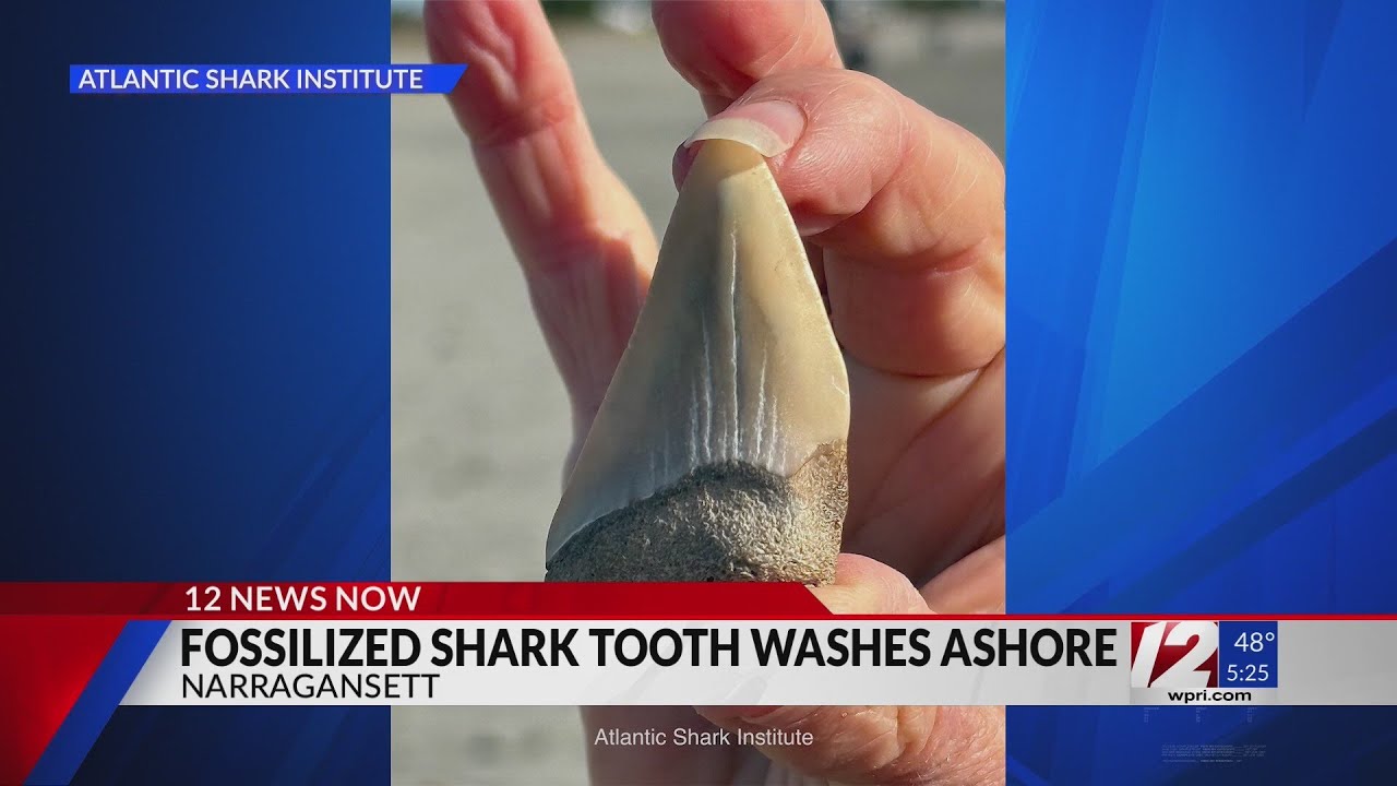 2nd ancient shark tooth found at Narragansett beach - YouTube