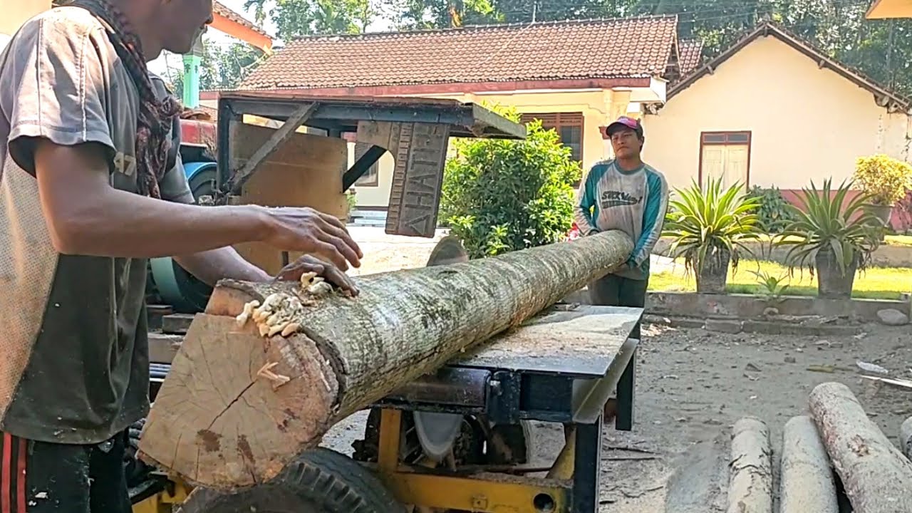 Kering kerontang kayu waru di gergaji cara terbaik bahan konstruksi ...