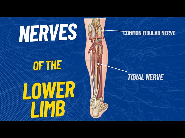 Leg Nerve Anatomy