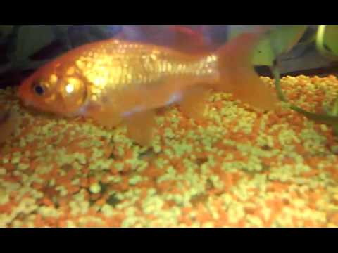Moje piękne welony zlote rybki - YouTube