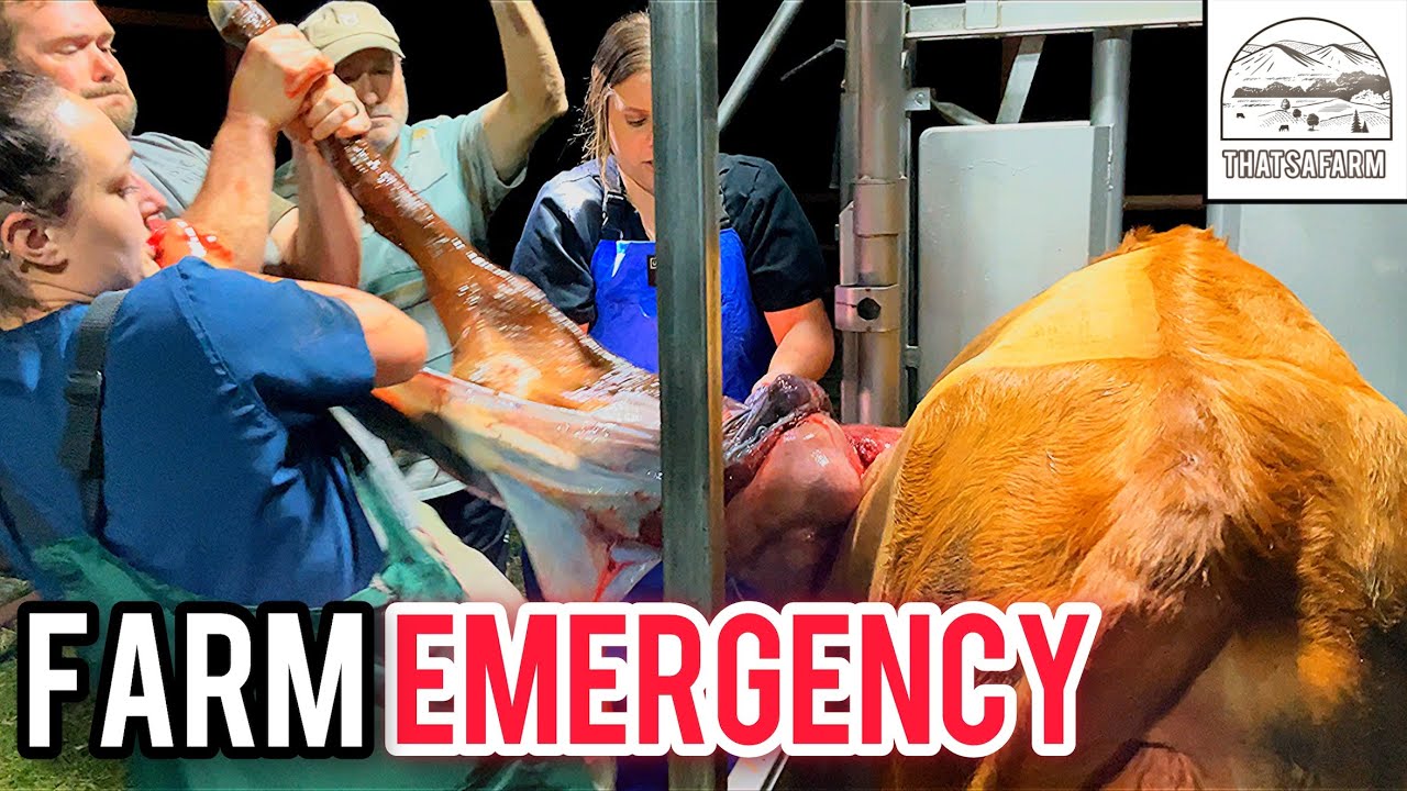 Cow C-Section | Complete Surgery - YouTube