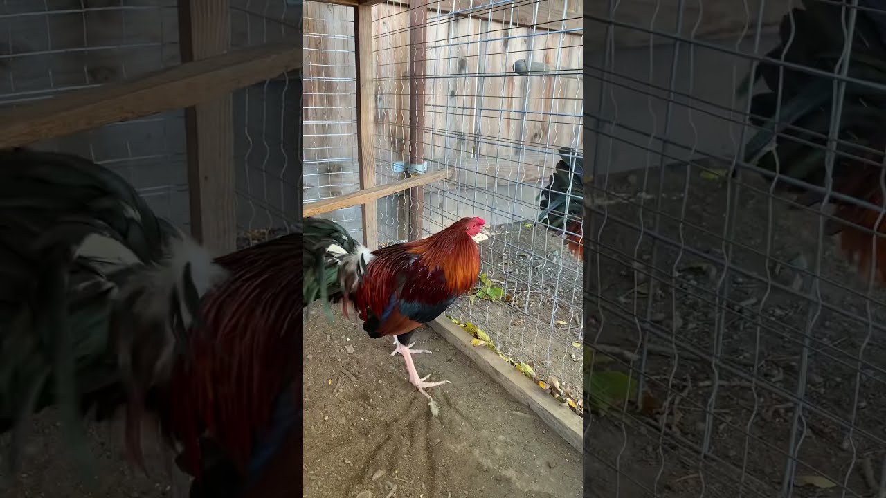 Lacy Roundhead Ray Alexander stag - YouTube