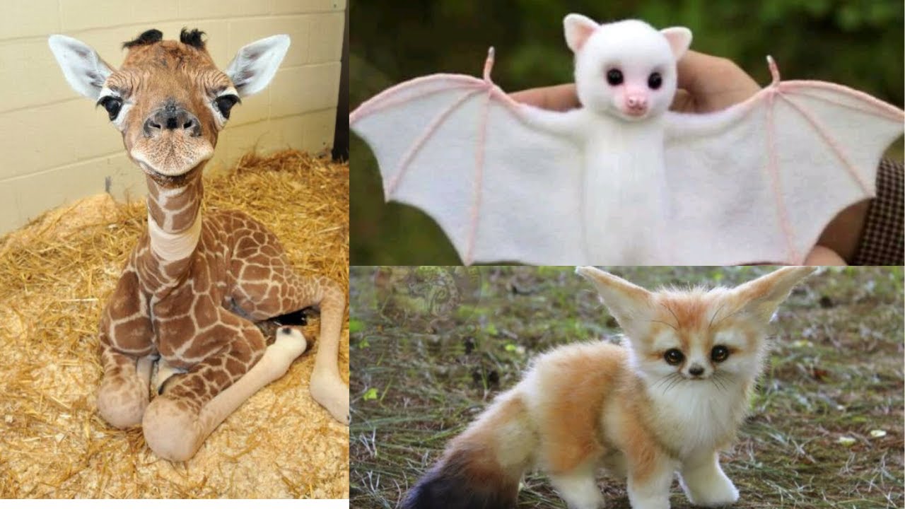 These Cute Baby Animals Make You Feel Awww | Seedy Secrets | Cute ...