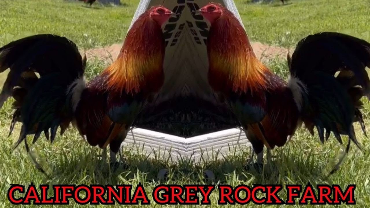 California Ruble Hatch Chocolate Grey | David Duran Grey Rock Farm ...
