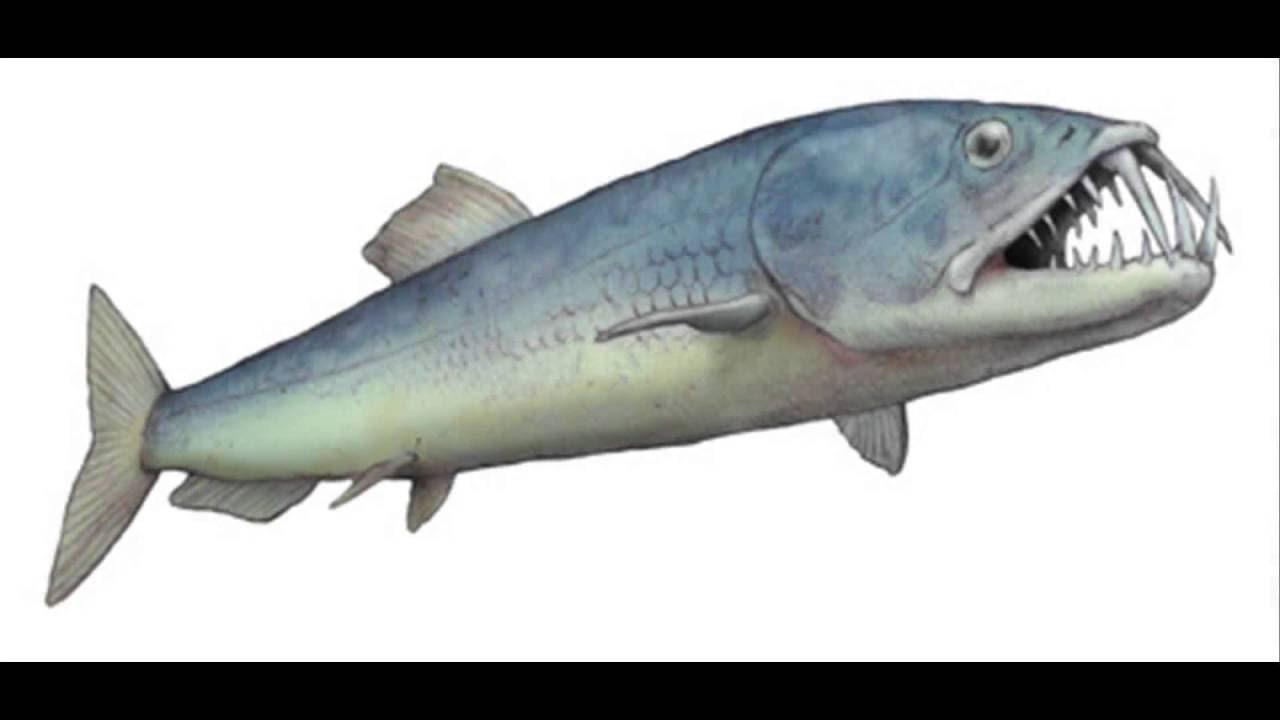 Prehistoric Information- Enchodus - YouTube