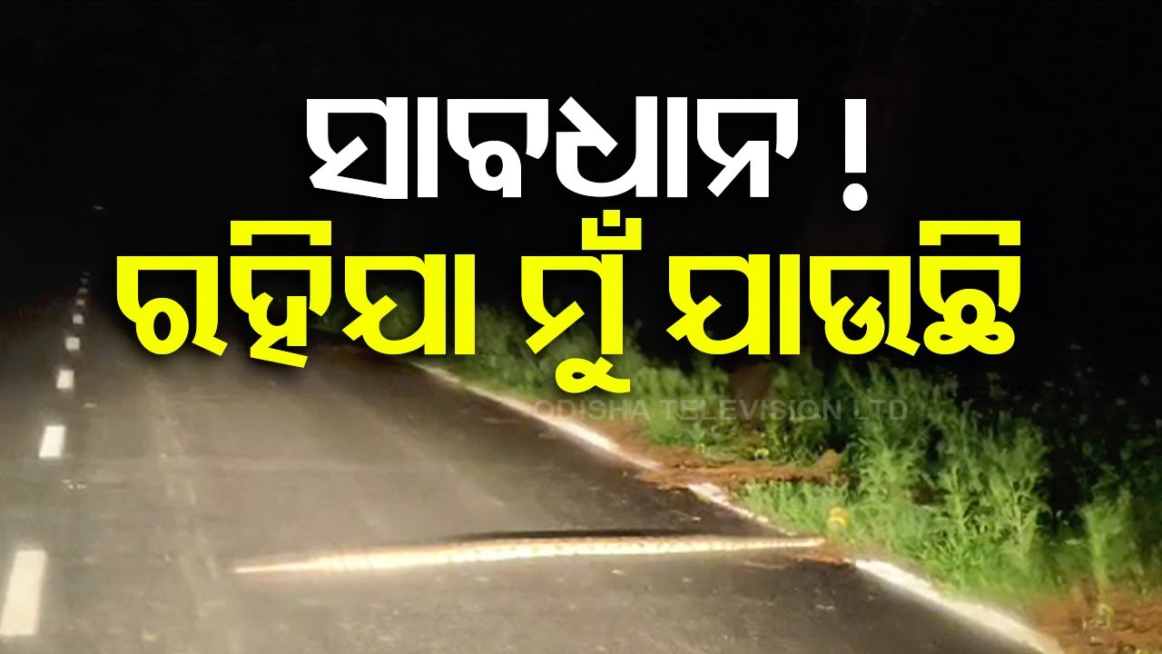 8-Foot Python Spotted Crossing Road on Nayagarh-Ranpur Road - YouTube