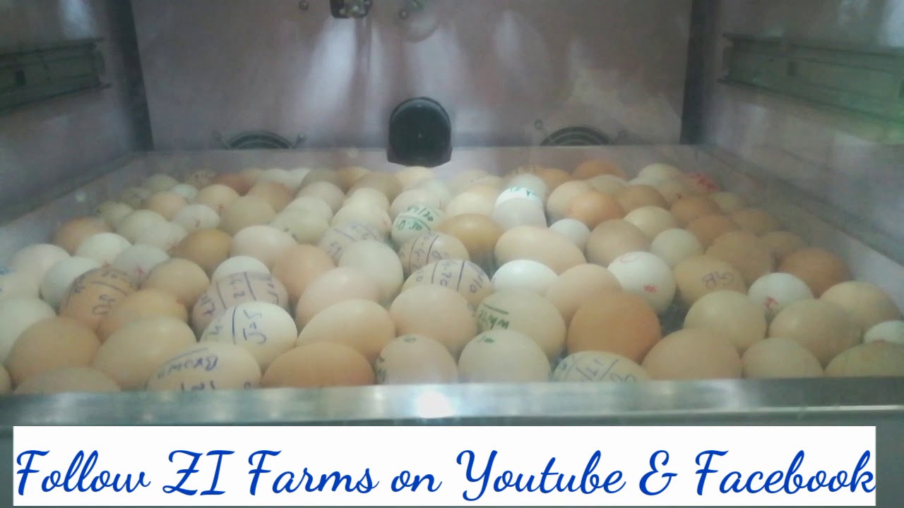 Eggs Incubation / Hatching update - YouTube