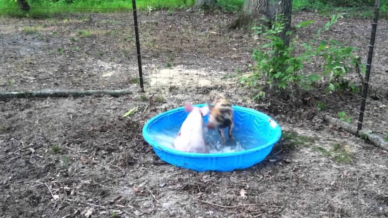 Little Boy pig and Little Girl pig venture into the pool - YouTube