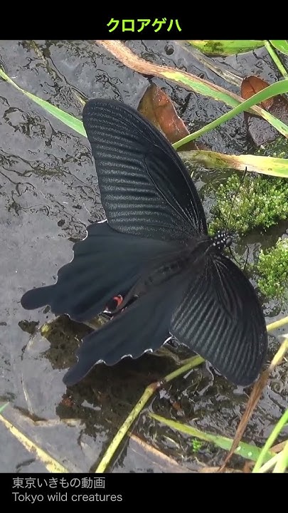 クロアゲハ「泥水をすすってでも生き‥ん?意外とうめえ」6秒 杉並区 May Youtube