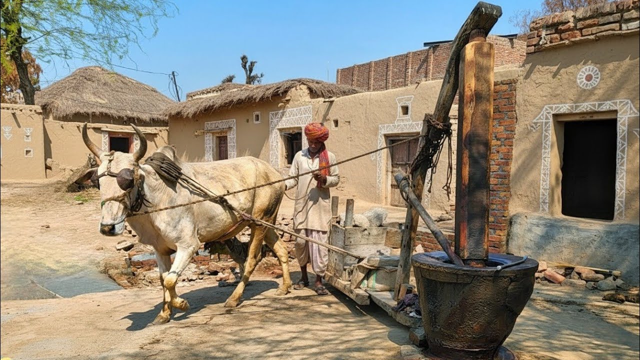 Old Technology of Cold Pressed Oil Mill | Kohlu Ancient Oil Extracting ...