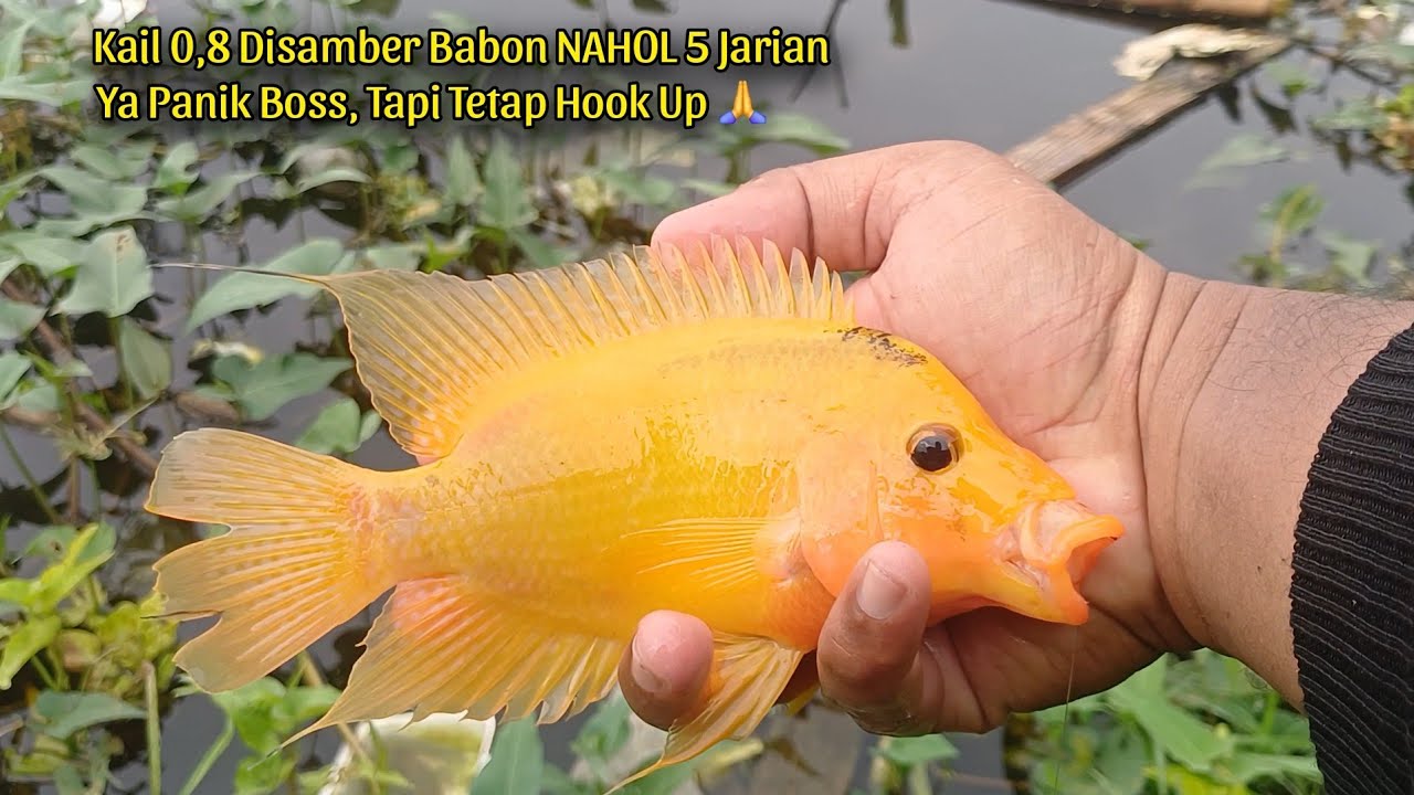 TARIKAN BABON RED DEVIL BIKIN PANIK• Mancing Ikan Hama RED DEVIL di ...