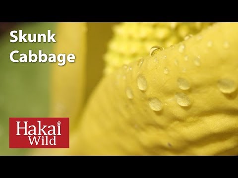 Skunk Cabbage | Hakai Wild