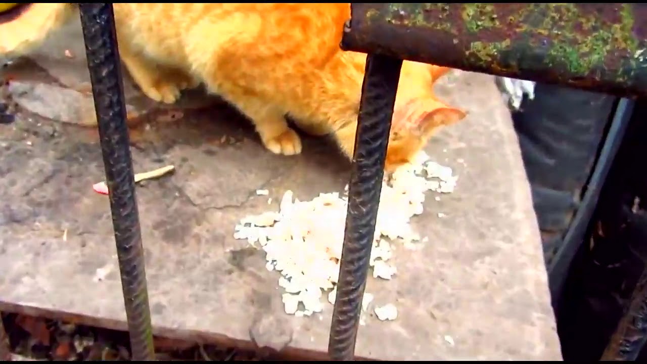 Ginger cat on the pipe loing at me35 - YouTube